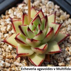 Echeveria agavoides v Multifida - 20 semenki