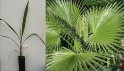 Palma - Washingtonia Robusta