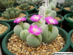 Gibbaeum heathii - 20 semenki