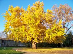 Ginkgo Biloba