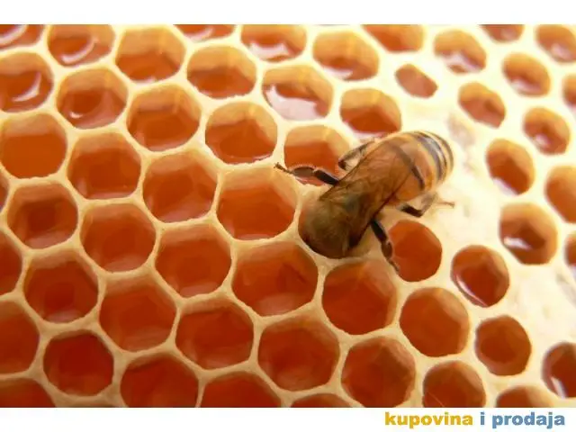 Kupujem pčele - pčelinje društvo
