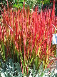 Imperata cylindrica Red Baron-Crvena trava