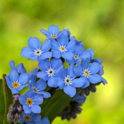 Myosotis alpestris - Nezaboravak (seme)