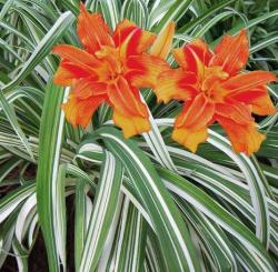 Hemerocallis fulva