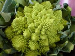 ROMANESCO BROKOLI-KARFIOL 50 sem