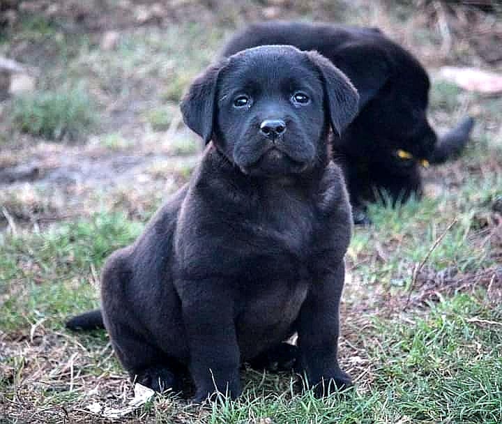 Labrador retriver, štenci