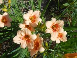 Hemerocallis Siloam Cinderella P589-1 sadnica