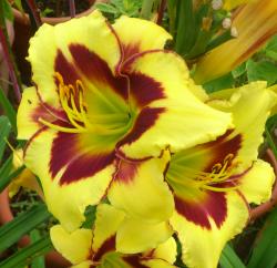 Hemerocallis Calico Jack P406