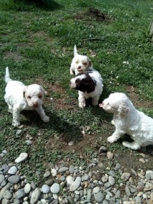 Stenci lagotto romangole i civava stenci