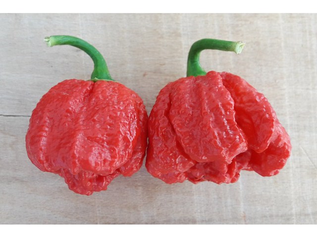 7 Pot Congo SR Gigantic Red - Chili pepper 20 semenki