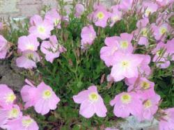 OENOTHERA SPECIOSA - roze nocurak