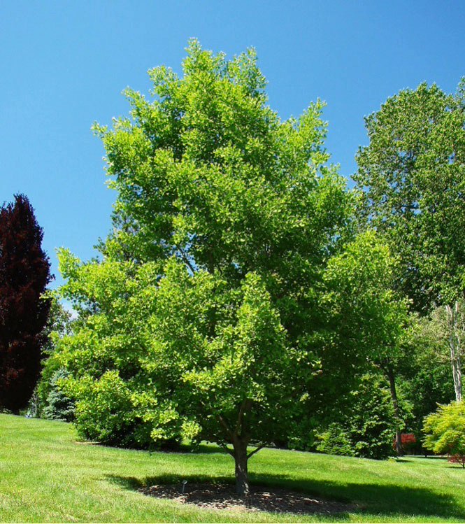 Ginko biloba