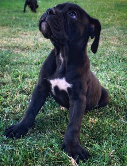 Cane Corso stenci