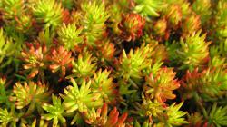 SEDUM RUPESTRE ANGELINA