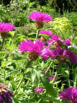 Centaurea dealbata