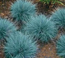 FESTUCA GLAUCA - plava trava