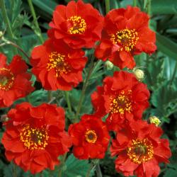 Geum Mrs Bradshaw