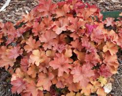 Heuchera Caramel