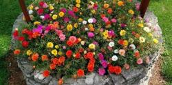 PRKOS (PORTULACA GRANDIFLORA) - 100 SEMENA