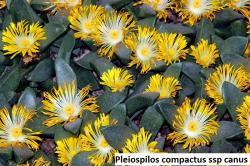 Pleiospilos mix - 20 semenki