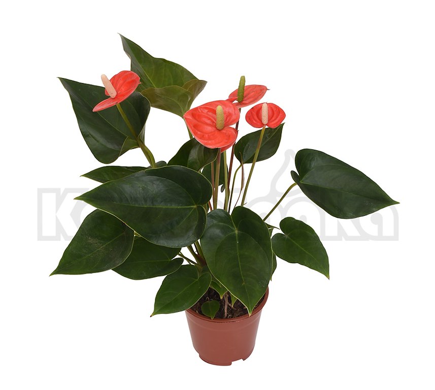 Anthurium