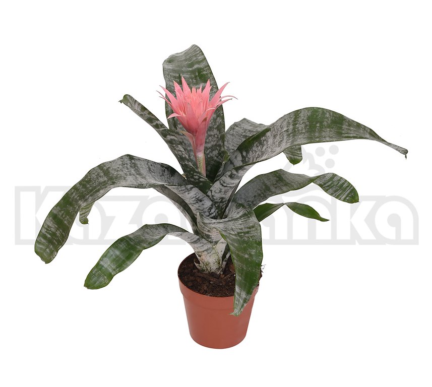 Aechmea