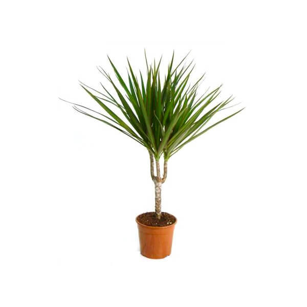 Dracena