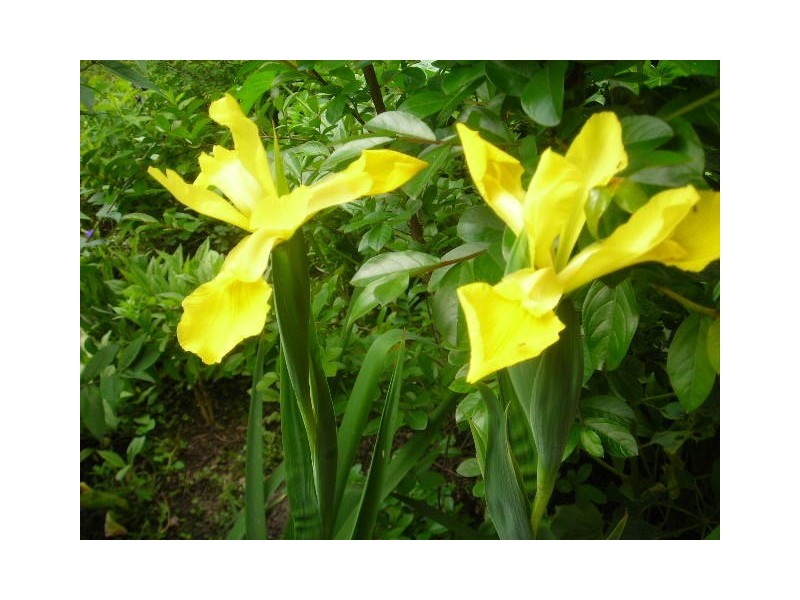 Zuti visoki iris lukovica