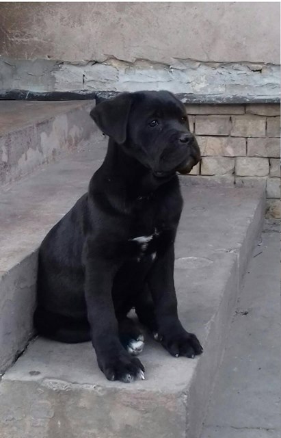 Cane Corso, ženka