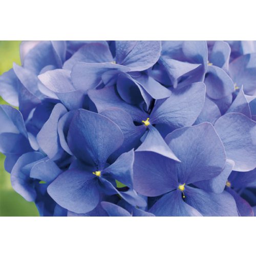 Tapete blue flower