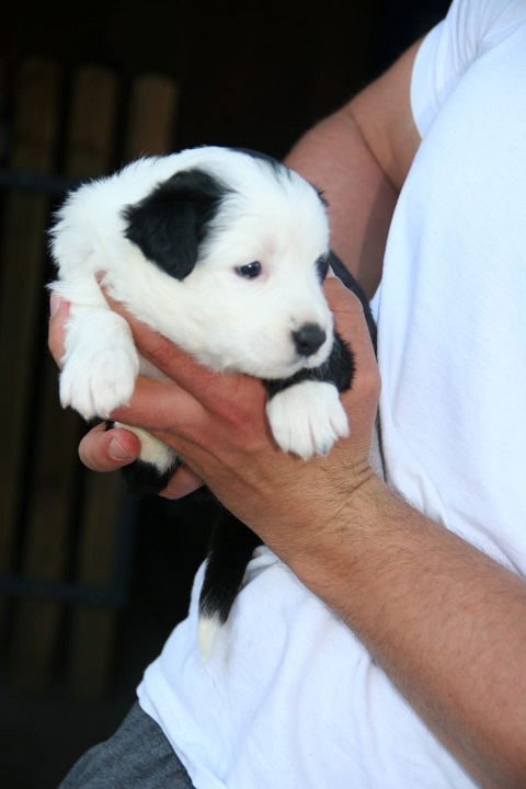 Border Collie štenci