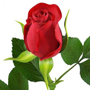 Crvena ekvador ruža