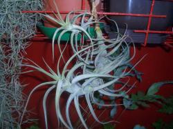 Tillandsia bergeri