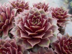 Sempervivum 03