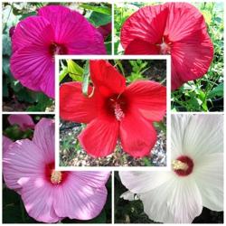 Hibiscus moscheutos mix 10 semenki