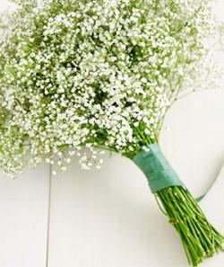 Slajer - Gypsophila elegans (seme)