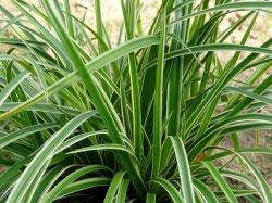 Carex morrowii