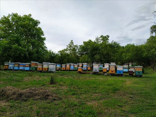 Prodajem livadski i šumski med
