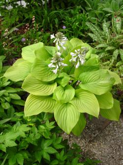 Hosta Fried Bannanas P88123-1 sadnica