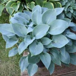 Hosta Blue Cadet P08070-1 sadnica