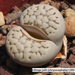 Lithops julii chrysocephala /C205/ - 20 semenki