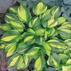 Hosta Rainbow’s End P88143-1 sadnica