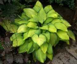 Hosta Gold Standard P00621-1 sadn ica