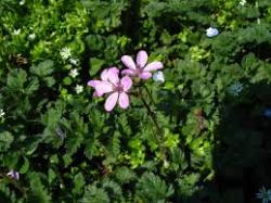 capljan obicni-cicutarium erodium