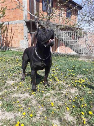 Cane corso (mužjak za parenje)