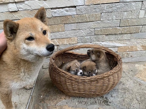 Shiba Inu stenci