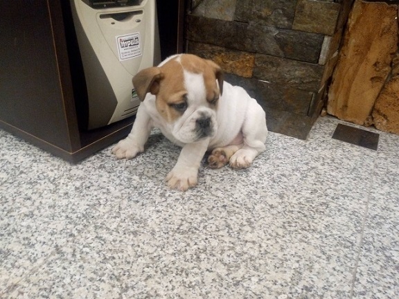 Engleski buldog zenkica
