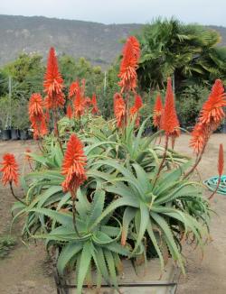 Aloe arborescens - 10 semenki