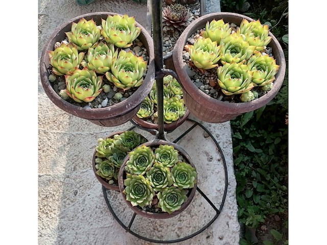 Sempervivum tectorum (Čuvarkuća)