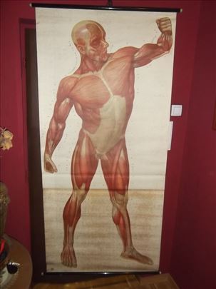 Mapa površnih mišića čoveka papir na platnu